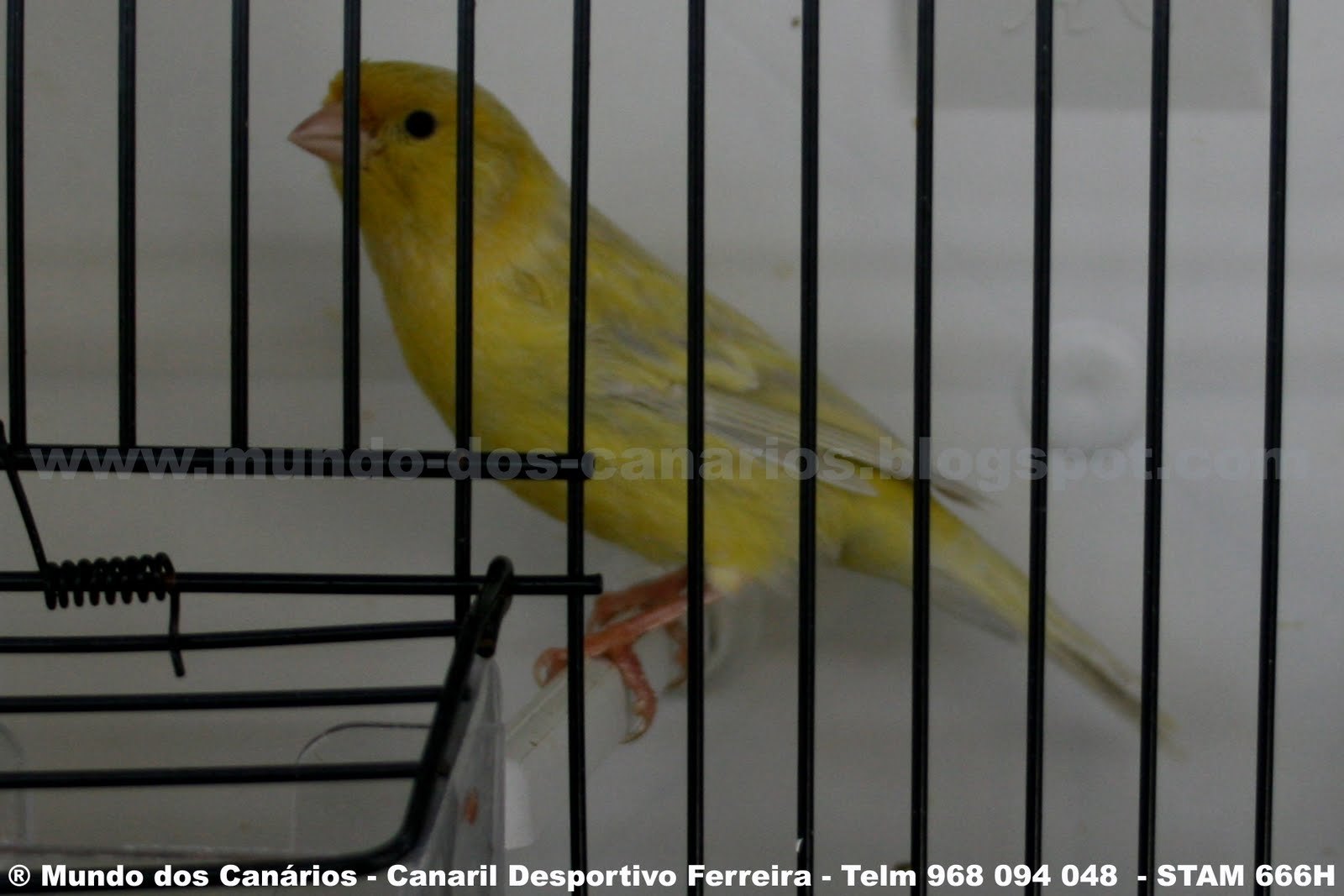 Mundo dos Canários: Ágata Opala Amarelo Nevado