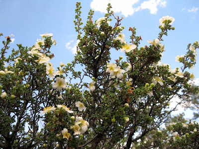 Cape Royal Trail - Geogypsy