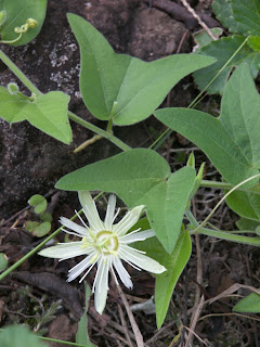 FLORA DE MISIONES Argentina: Passiflora capsularis L.