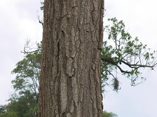FLORA DE MISIONES Argentina: Aspidosperma polyneuron Müll. Arg.