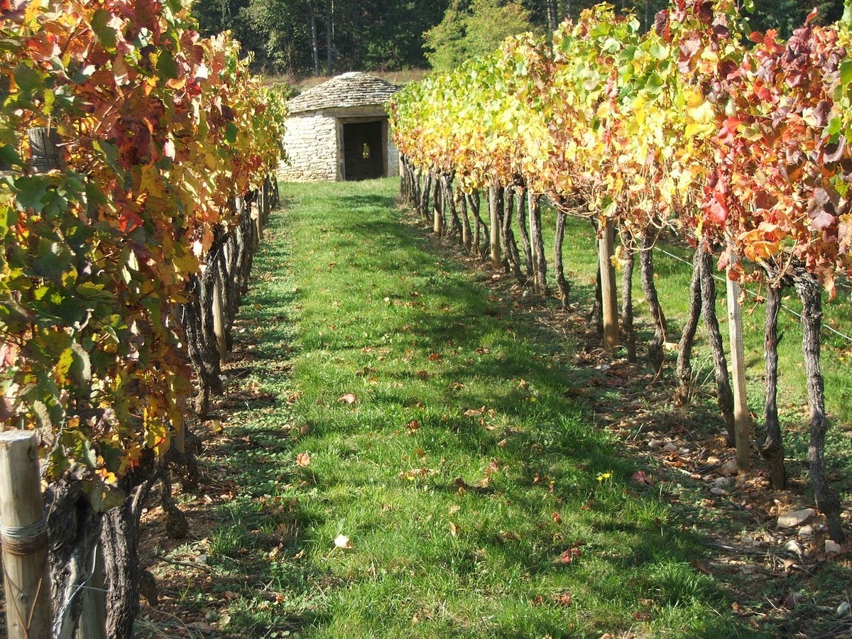 Montreur d'images: La cabotte du vigneron