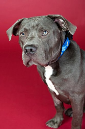 Best Friends Norwalk: Adorable Pitty Puppy Looking for a home!