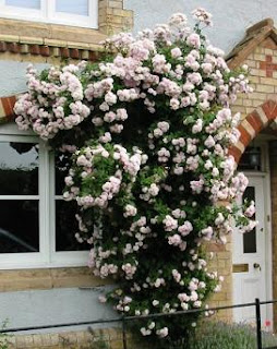 Everything about Flowers and Plants: Caring For Climbing Rose Bushes ...