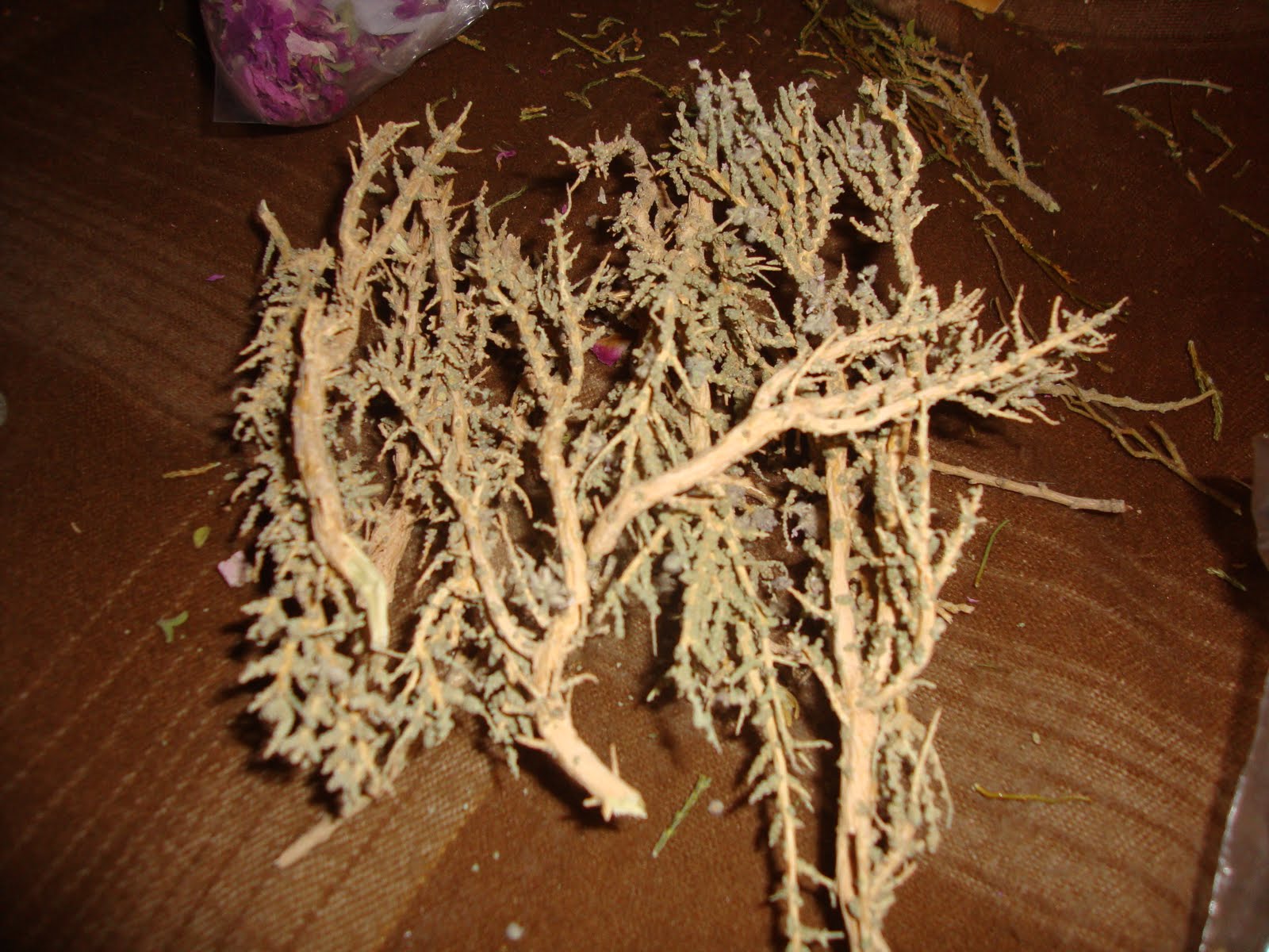 MEDICINA ALTIPLANICA: RICA RICA