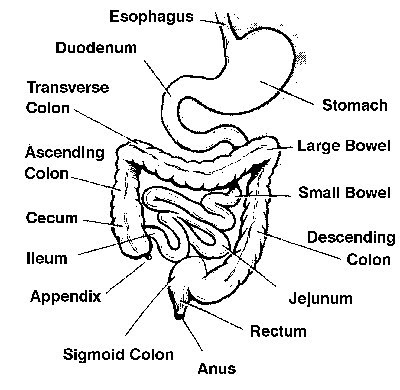 Human Biology: Compendium Chapter 8