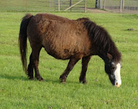 Wesco Farms: The Red Bag Delivery
