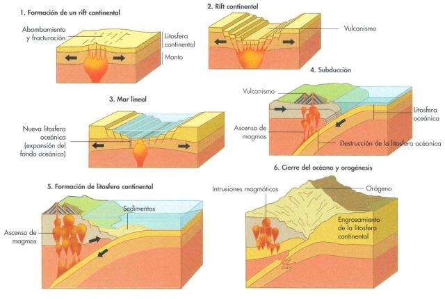 BIOLOGÍA Y GEOLOGIA - 4º ESO: EL CICLO DE WILSON