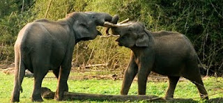 Indian tour pictures .visit india and world with my website: Kerala the ...