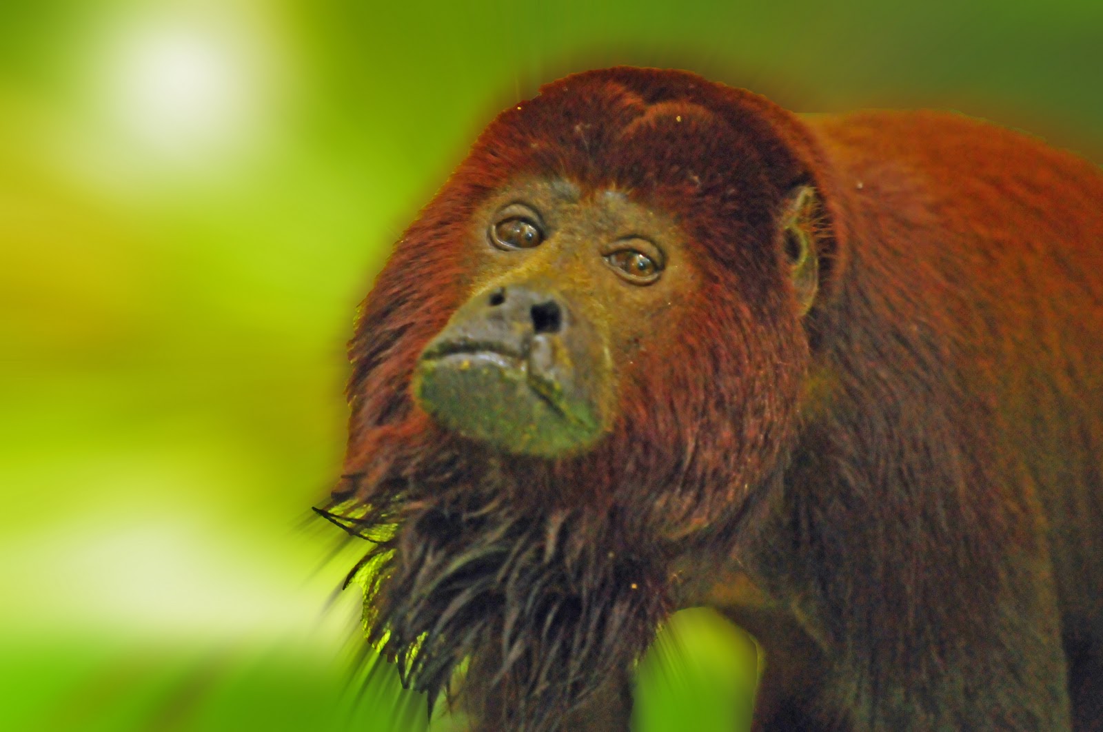 VIAGENS, IMAGENS E PENSAMENTOS ( Helena Afonso): OS GUARIBAS VERMELHOS ...