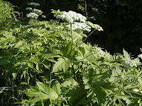 Life in Alaska — A View From Homer: Pushki Strikes Again