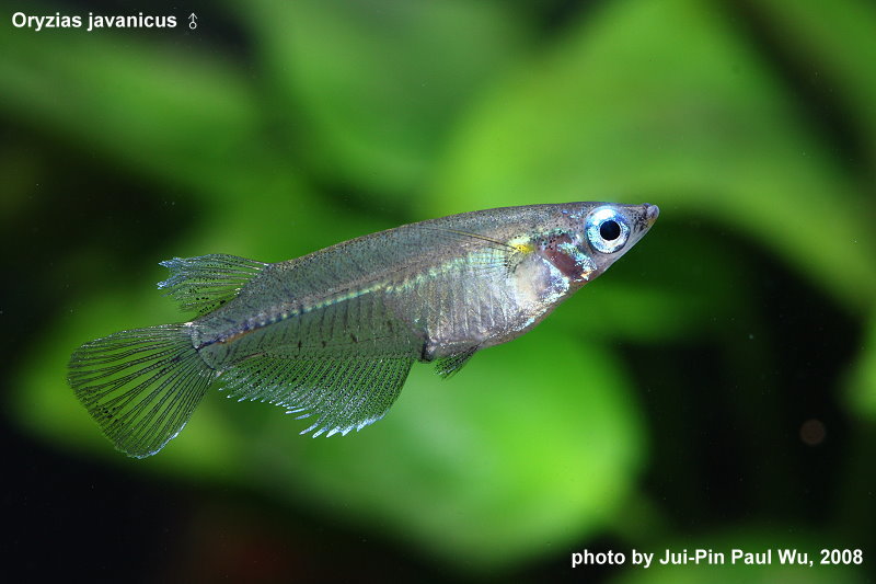 國寶的藏寶箱: Oryzias sp. "Singapore"