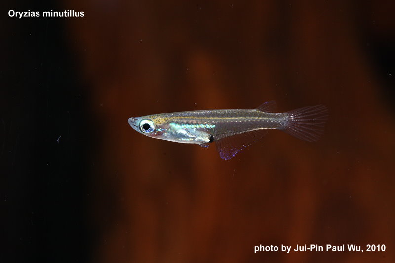 國寶的藏寶箱: Oryzias minutillus