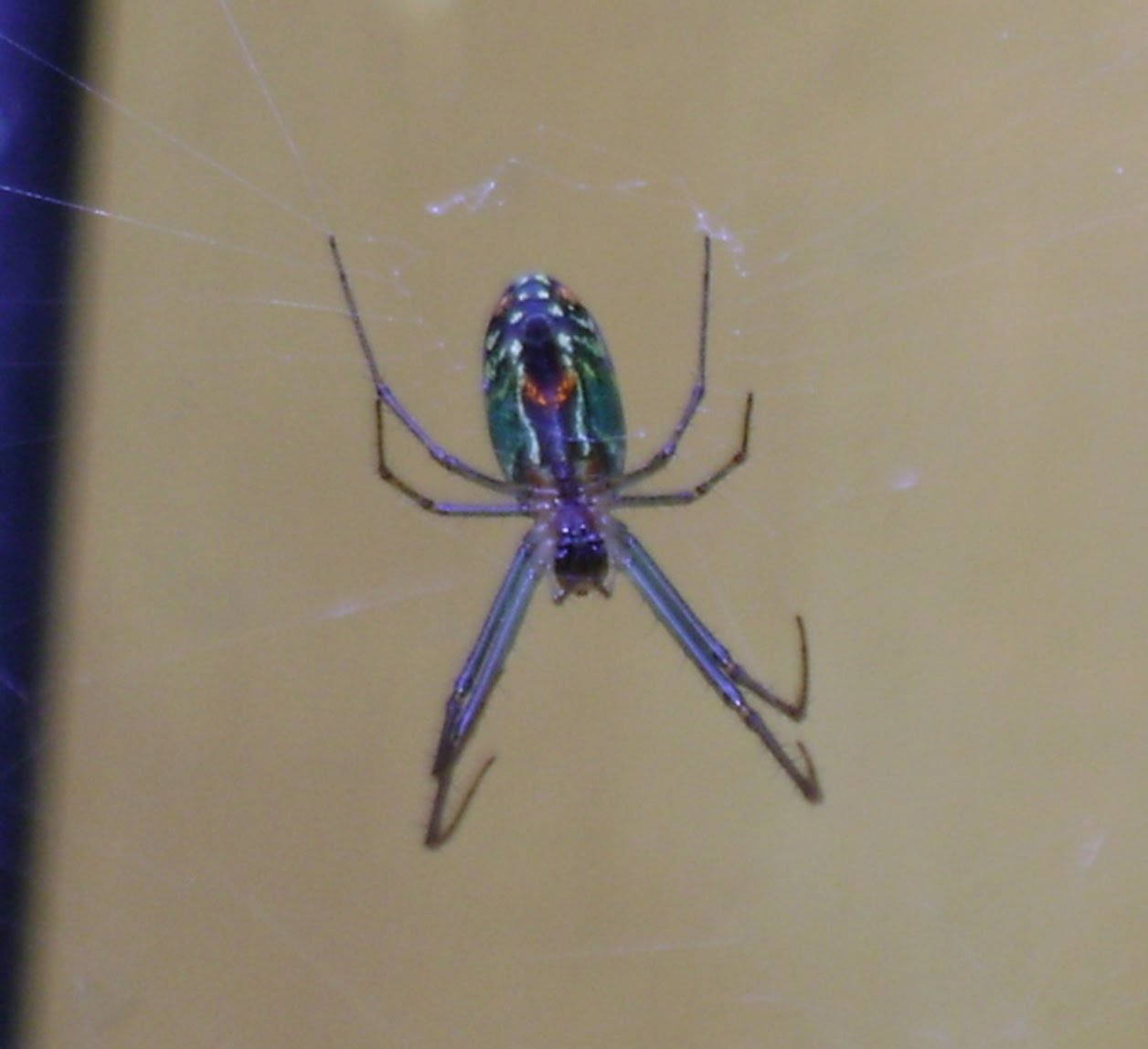 GuateJenniMalaFer: Spiders!