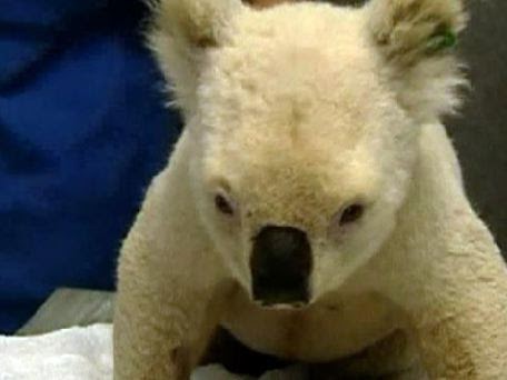 nevertheless: Meet Mick: A Rare White Koala Bear