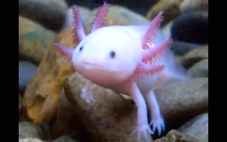 nevertheless: The Axolotl is the luckiest animal in all of Mexico