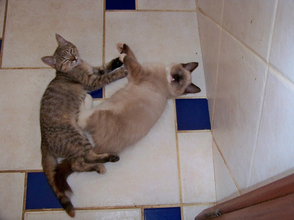 Diário de uma Veterinária: Boxer - Veterinária - Gato