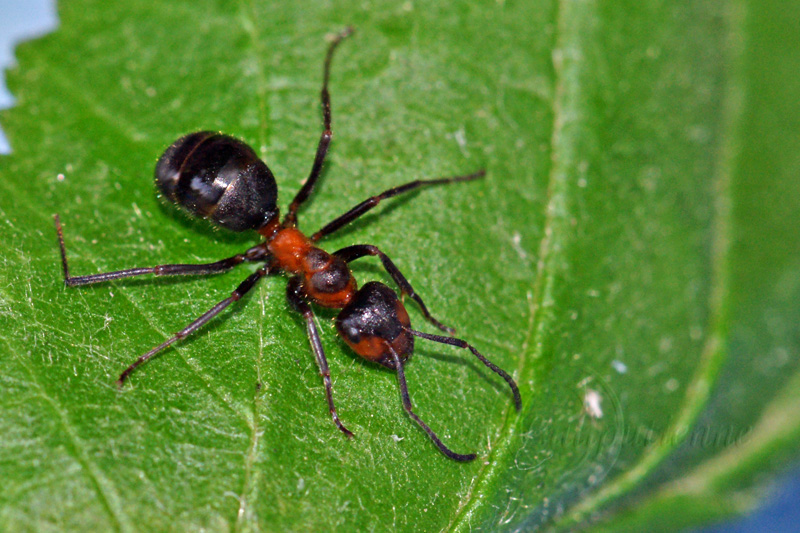 Photo Nature Lilliputienne (macrophotographies): Formica rufa, la ...