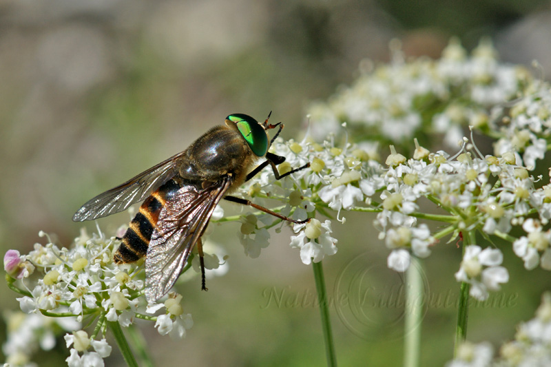 Photo Nature Lilliputienne (macrophotographies): Tabanus sp..