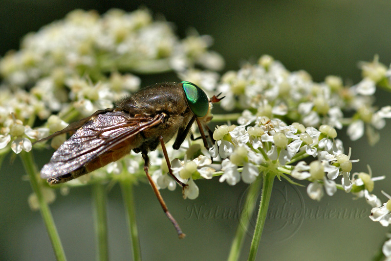 Photo Nature Lilliputienne (macrophotographies): Tabanus sp..