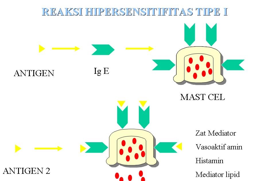 dr. Suparyanto, M.Kes: REAKSI HIPERSENSITIFITAS DAN ALERGI ...
