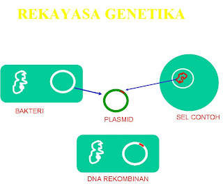 BIOLOGI GONZAGA: REKAYASA GENETIKA