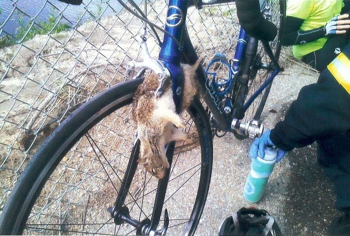 Bakersfield Observed: Bike versus squirrel square off in Bakersfield ...