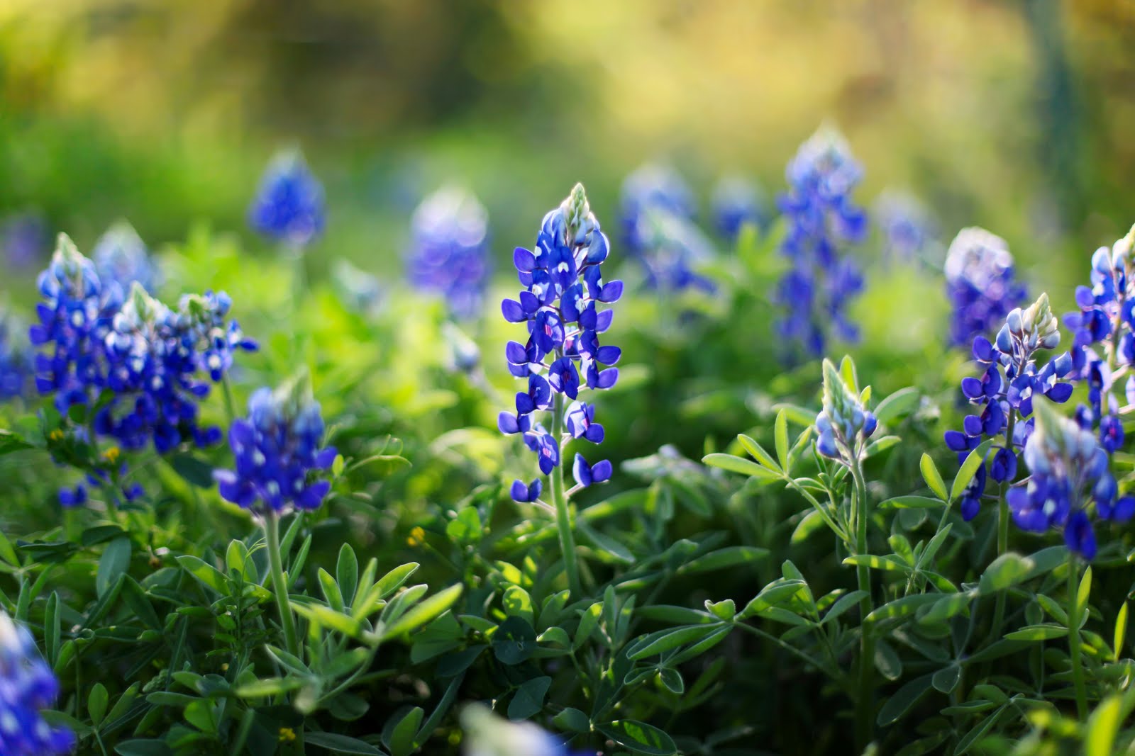 Butterfly Chaser Photography: How to Take Better Bluebonnet Pictures of ...