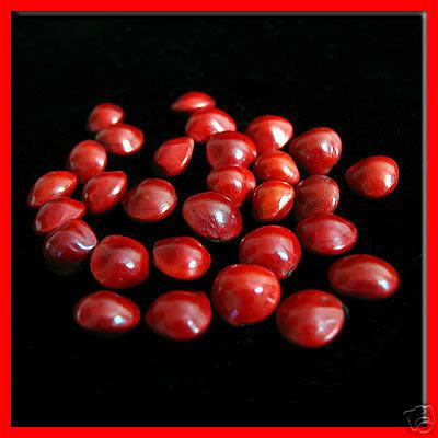 The Red Love Seeds: The Red Love Seeds