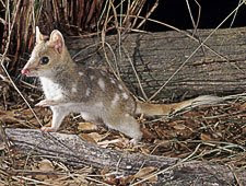 Snailia: Tiger Quoll: Rare and Adorable