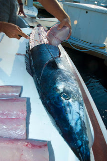Pisces Fleet Sportfishing Blog: Wahoo Filleting 101