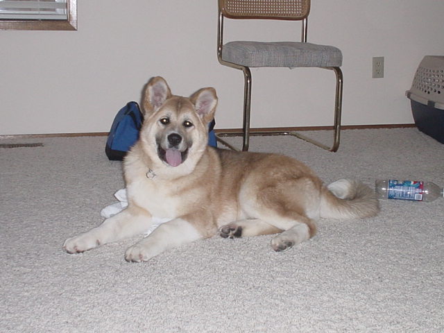 My Northwest Experience: Our Sweet Puppy