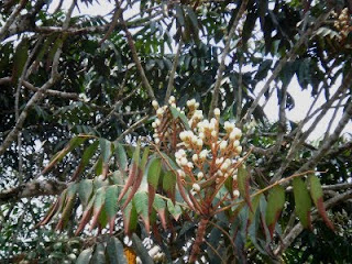 My Student life in UiTM: Dabai fruit or best known as sarawak olive fruit.