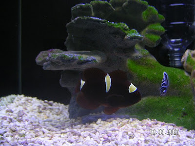 love-aquariums: A Small Salt Water Fish Aquarium