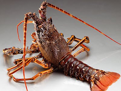 Fauna Marina: Langosta.