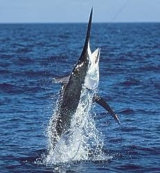 Fauna Marina: Pez espada.