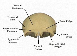 Quimica: Anatomia - Hueso Frontal
