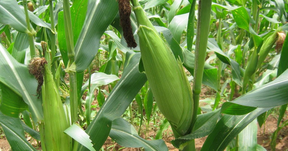HOPEblog: Maize Farm Project Update