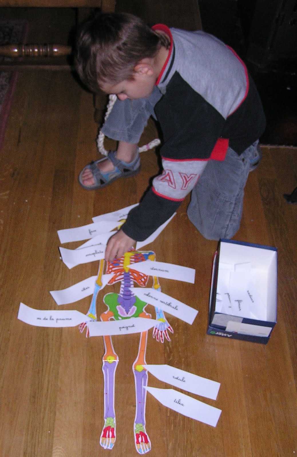 Montessori à la maison...et à l'école.: le squelette