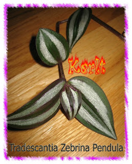 Mis Plantas: Tradescantia Zebrina Pendula
