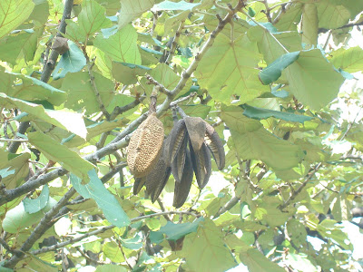 Kanak Champa-Pterospermum acerifolium