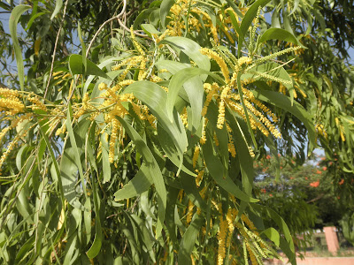Earpod Wattle-Acacia auriculoformis