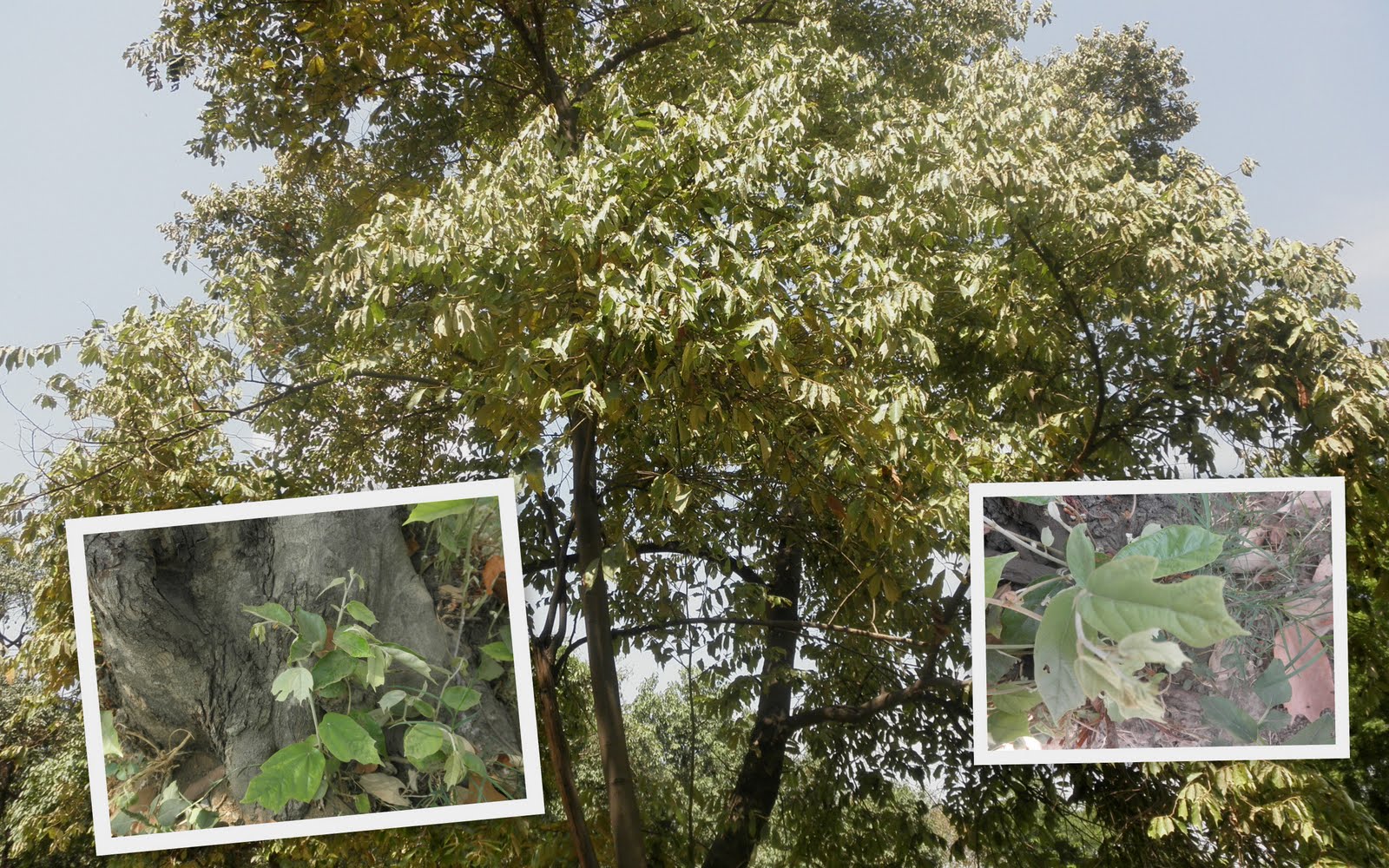 Indian trees: Tada:Pterospermum xylocarpum