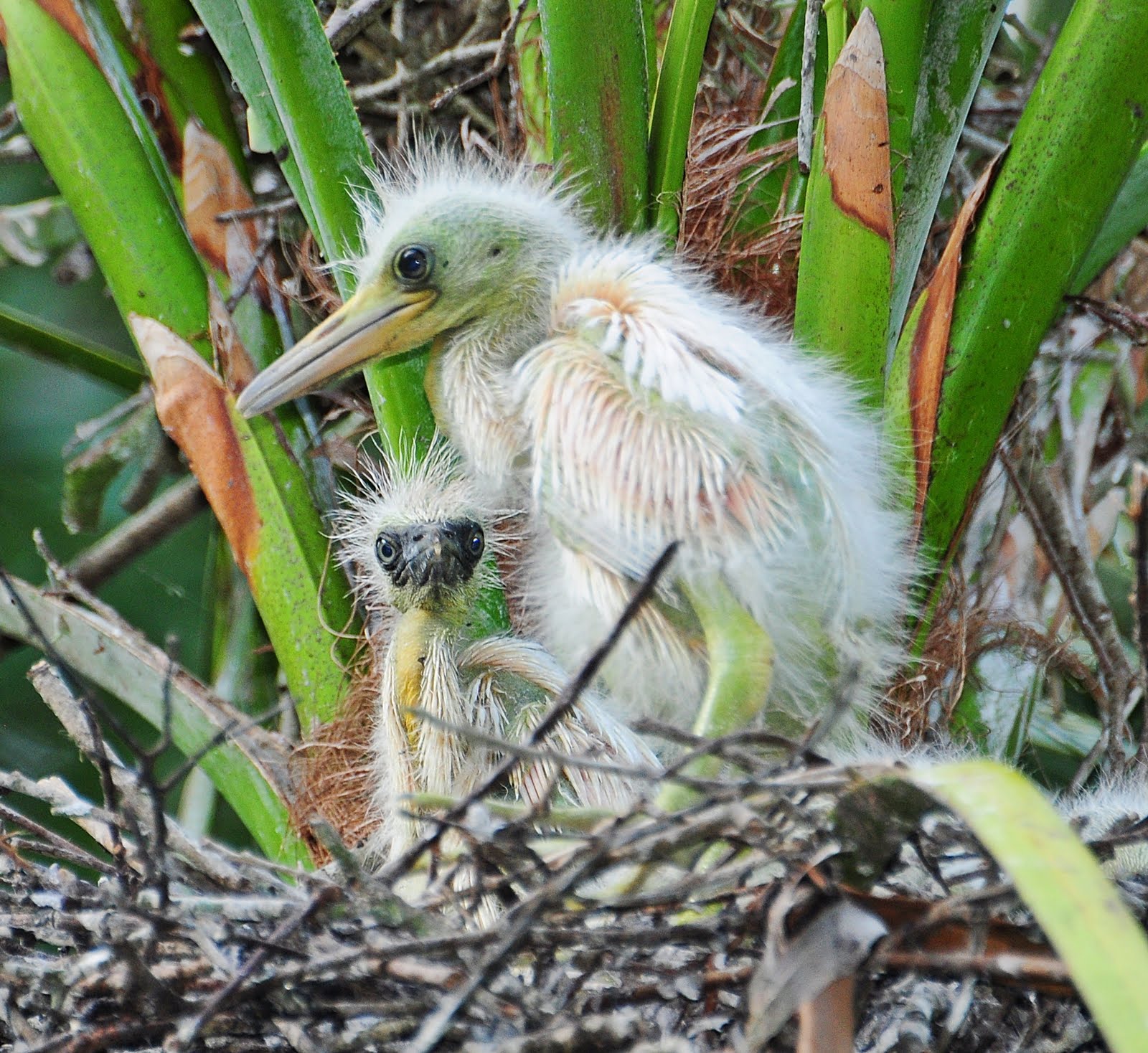 Dina's City Wildlife Adventures: Baby birds at the zoo