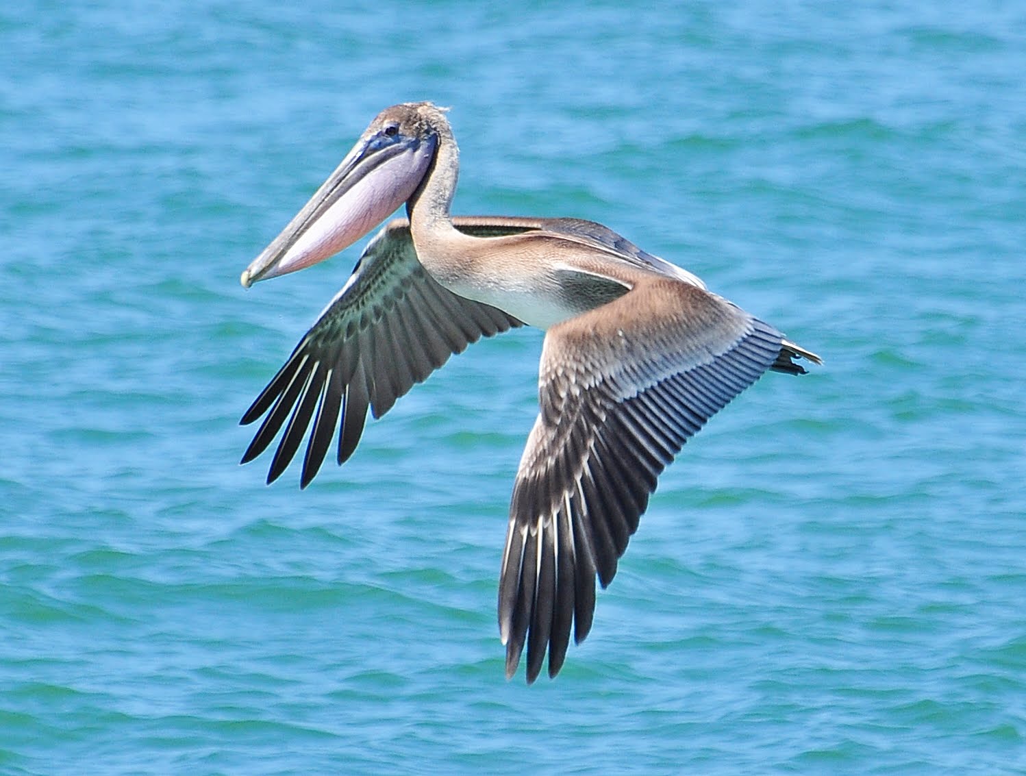 Dina's City Wildlife Adventures: Pelican Feeding Dina's City Wildlife Adventures: Pelican Feeding