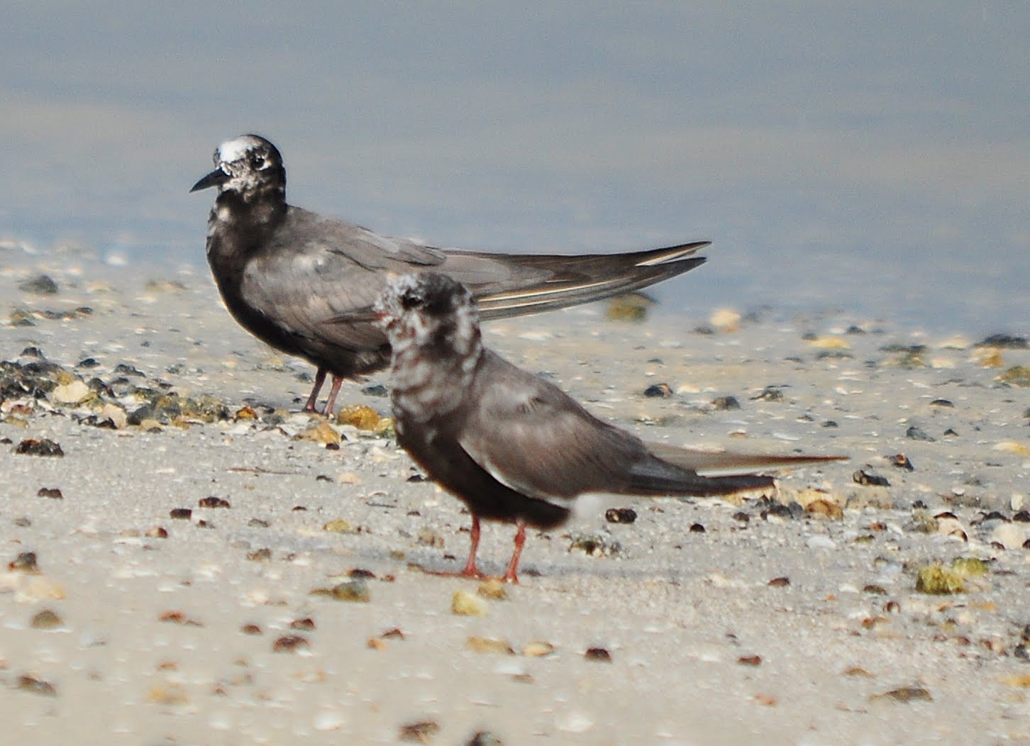 Dina's City Wildlife Adventures: Black terns in the Tampa bay area.