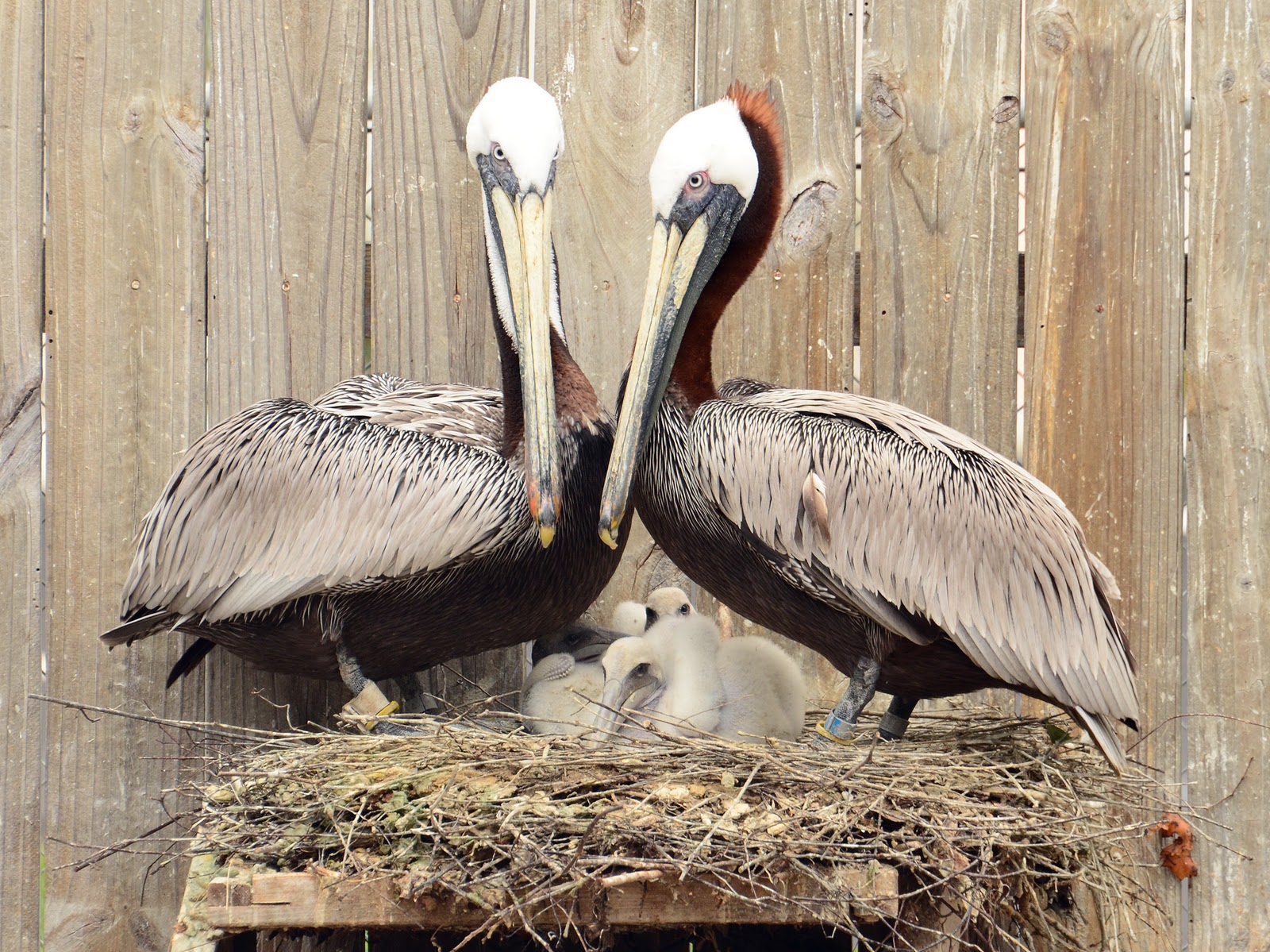 Dina's City Wildlife Adventures: Baby pelicans