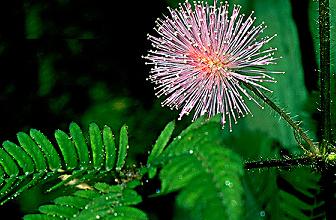 Medicinal Uses of Mimosa pudica(Touch-me-not) | WELLNESS THOUGHTS