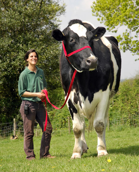 Worlds amazing Creatures: Giant Cow