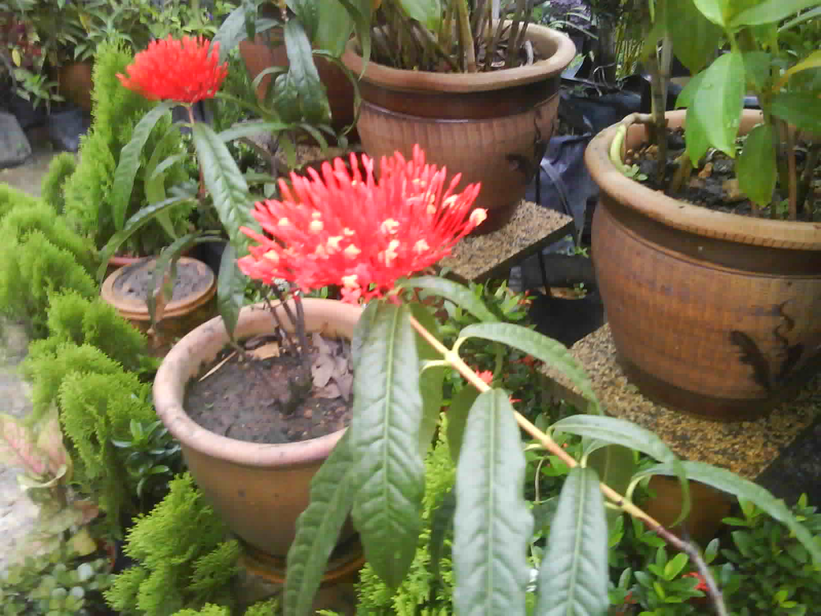 11+ Baru Bunga Jarum, Gambar Bunga