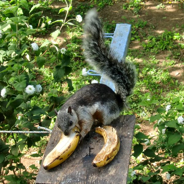 Rududu's semitropical adventures: Leaping squirrels!